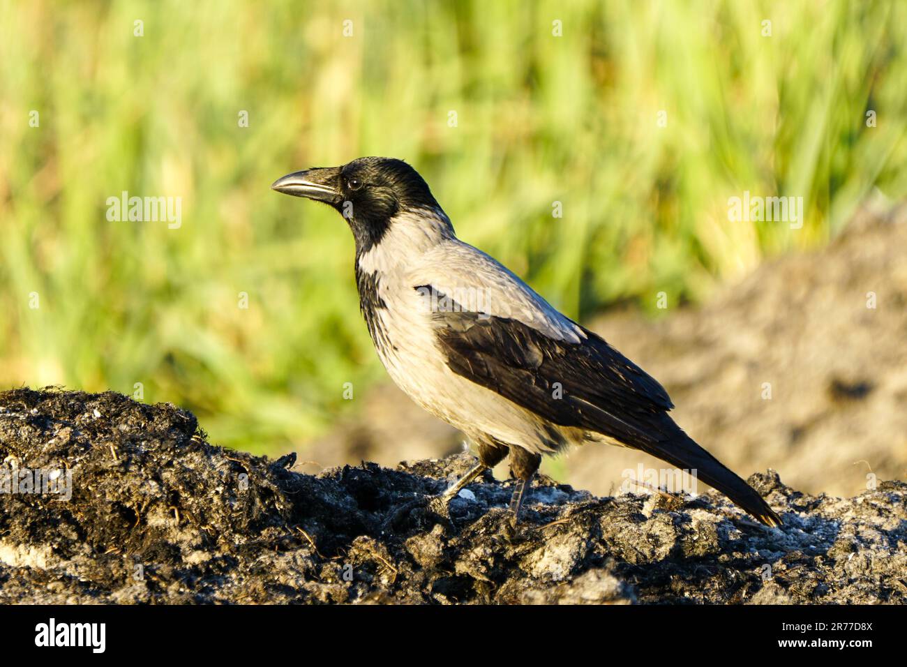 Hooded crow, Corvus cornix, grey crow, beautiful profile portrait on ...