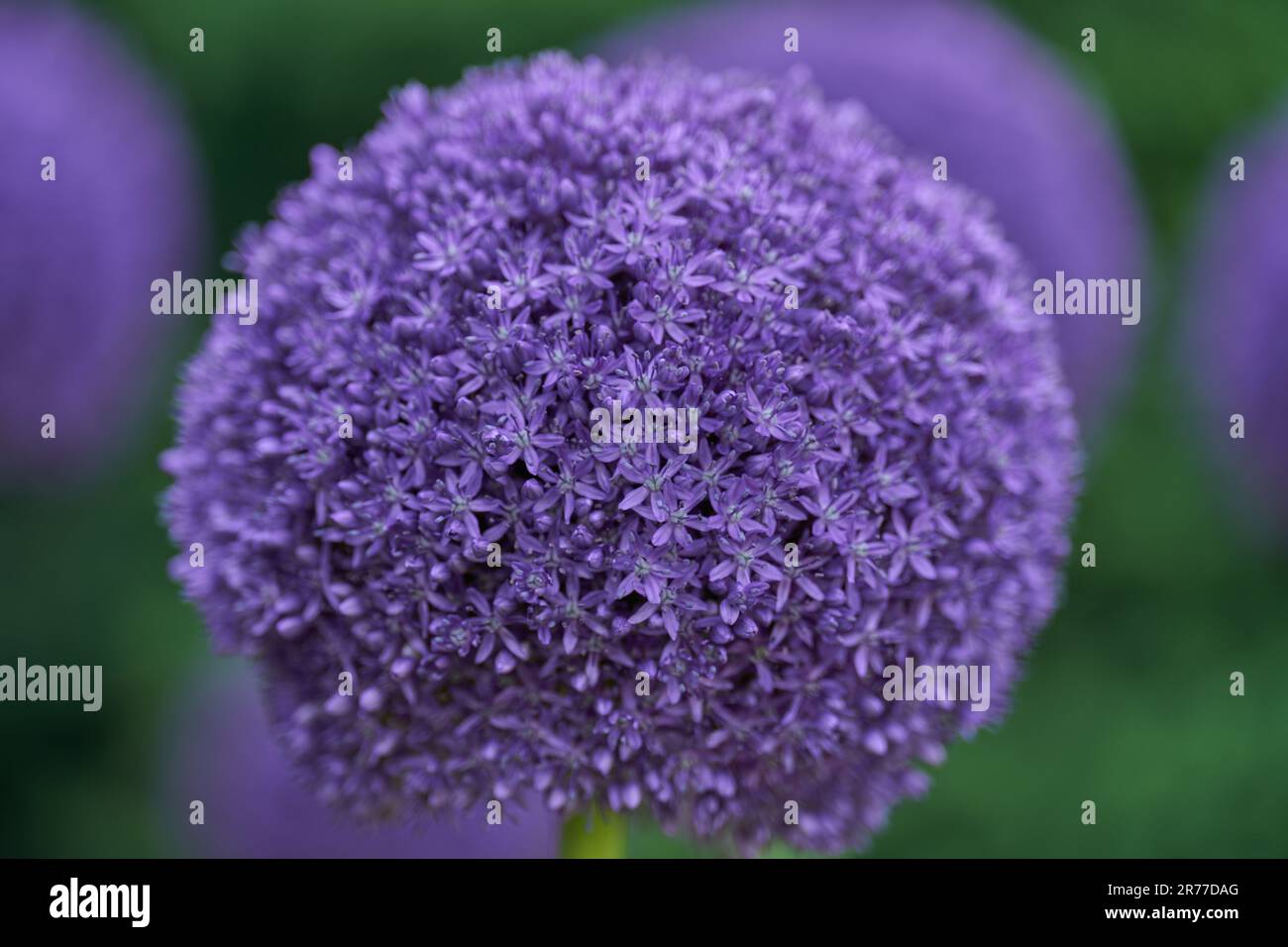 Purple giant garlic blossom Allium giganteum Stock Photo - Alamy