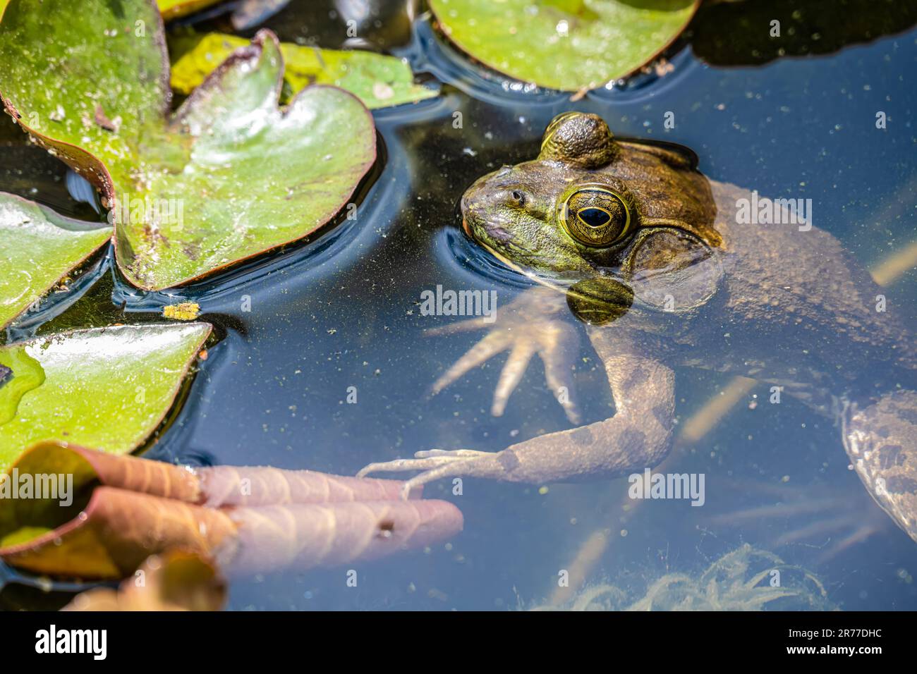 Lily frog hi-res stock photography and images - Alamy