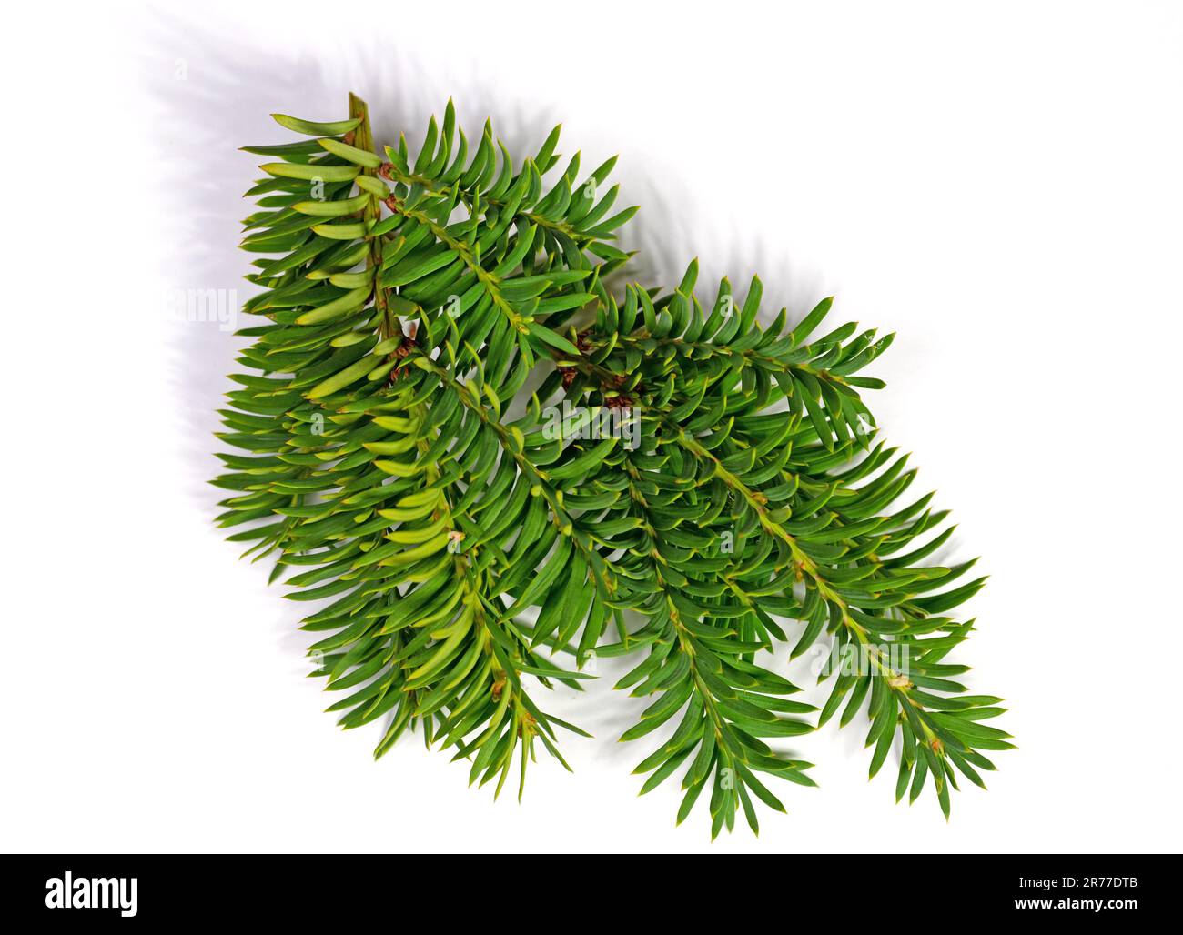 Branches of yew against white background Stock Photo - Alamy