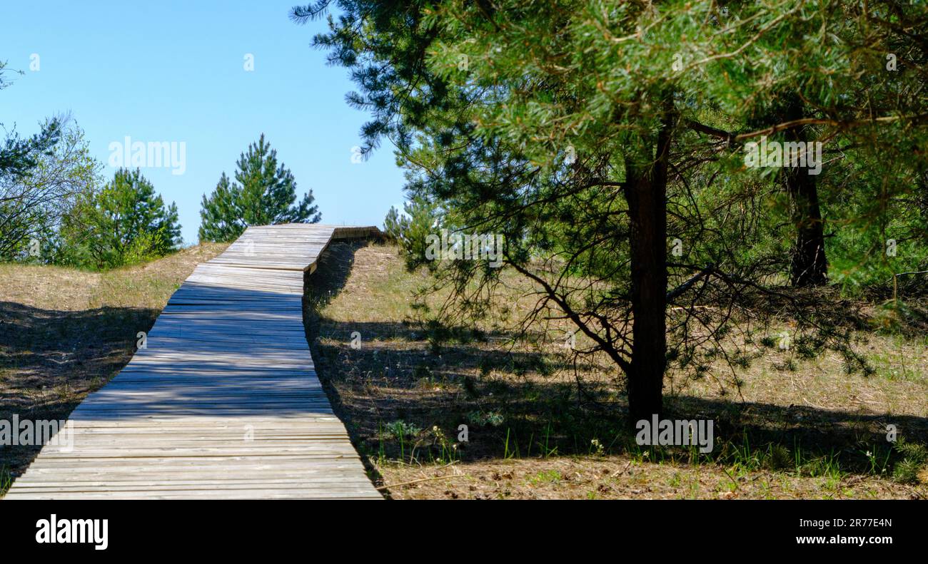 I walked on a wooden boardwalk in nature. wooden boardwalk between ...