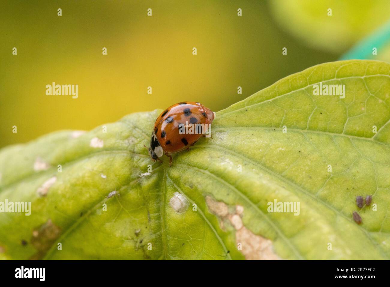 A close-up of a bright red ladybug perched atop a leafy green branch ...
