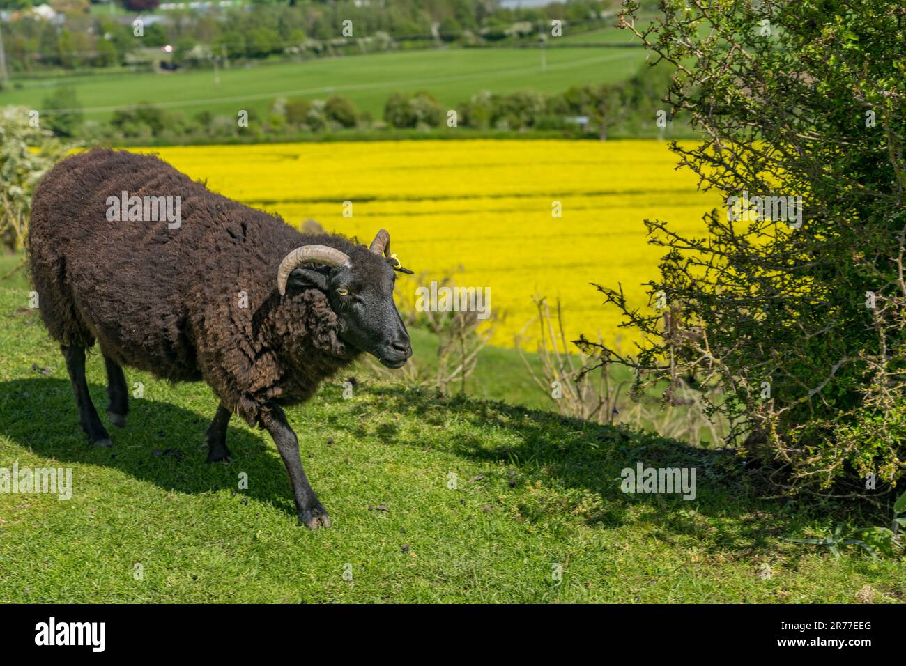 Dark brown horned ram sheep on the slopes of Old Oswestry hill fort in ...