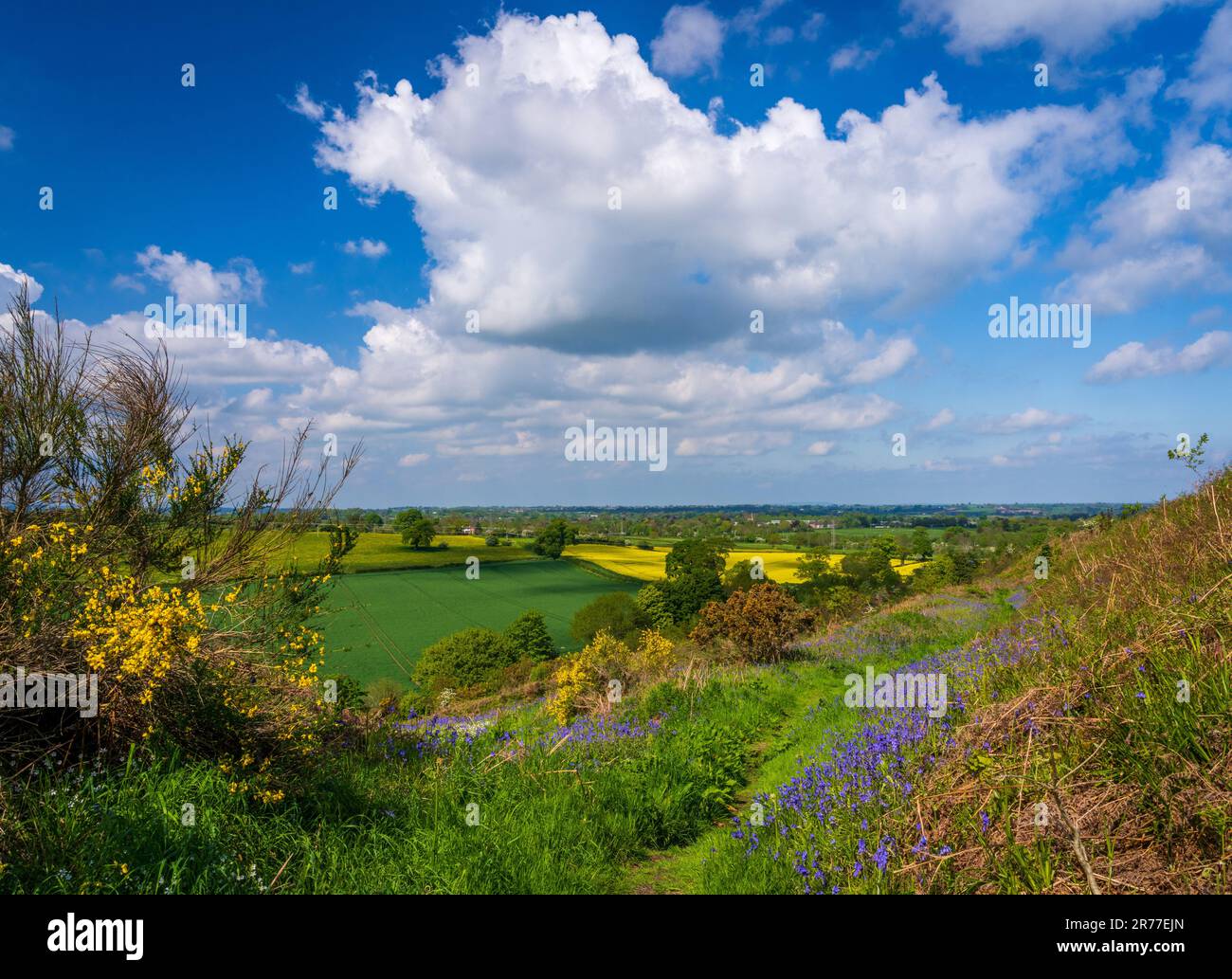 Spring bluebells on the slopes of Old Oswestry hill fort in Shropshire ...