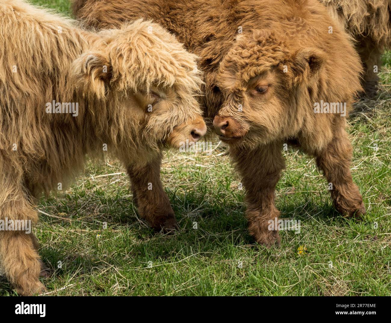 Two highland cattle calves with faces close to each other in farm ...