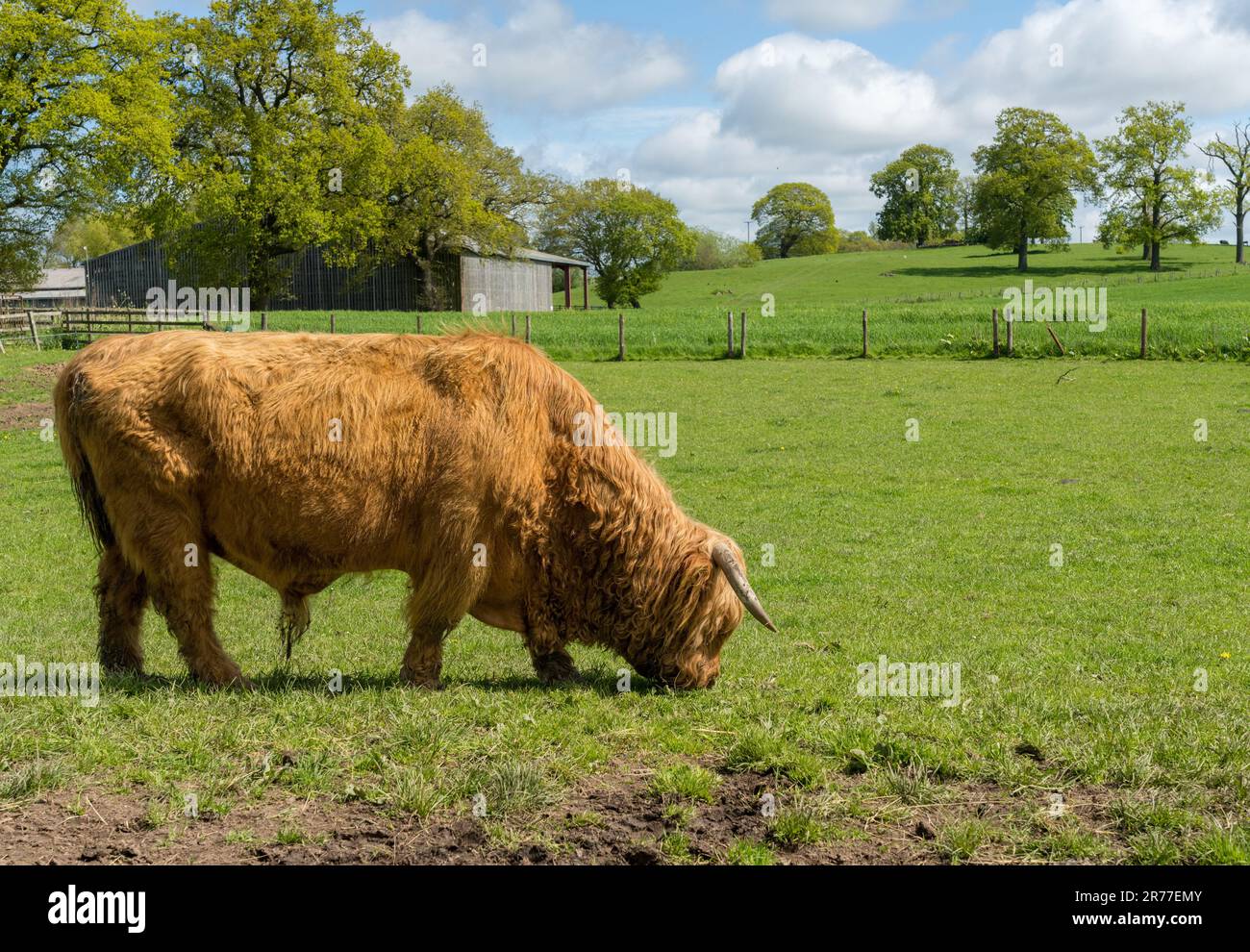 Highland cattle bull grazing in field in England Stock Photo - Alamy