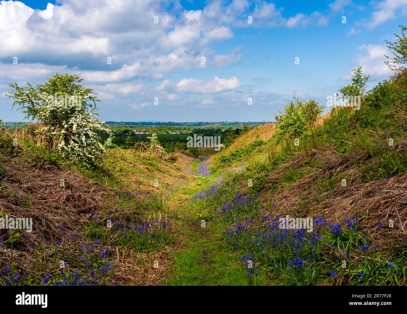 Spring bluebells on the slopes of Old Oswestry hill fort in Shropshire ...