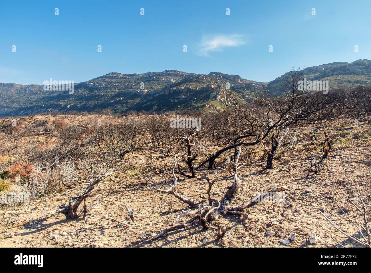 Leafless Trees Amidst the Mountain Landscape Stock Photo - Alamy