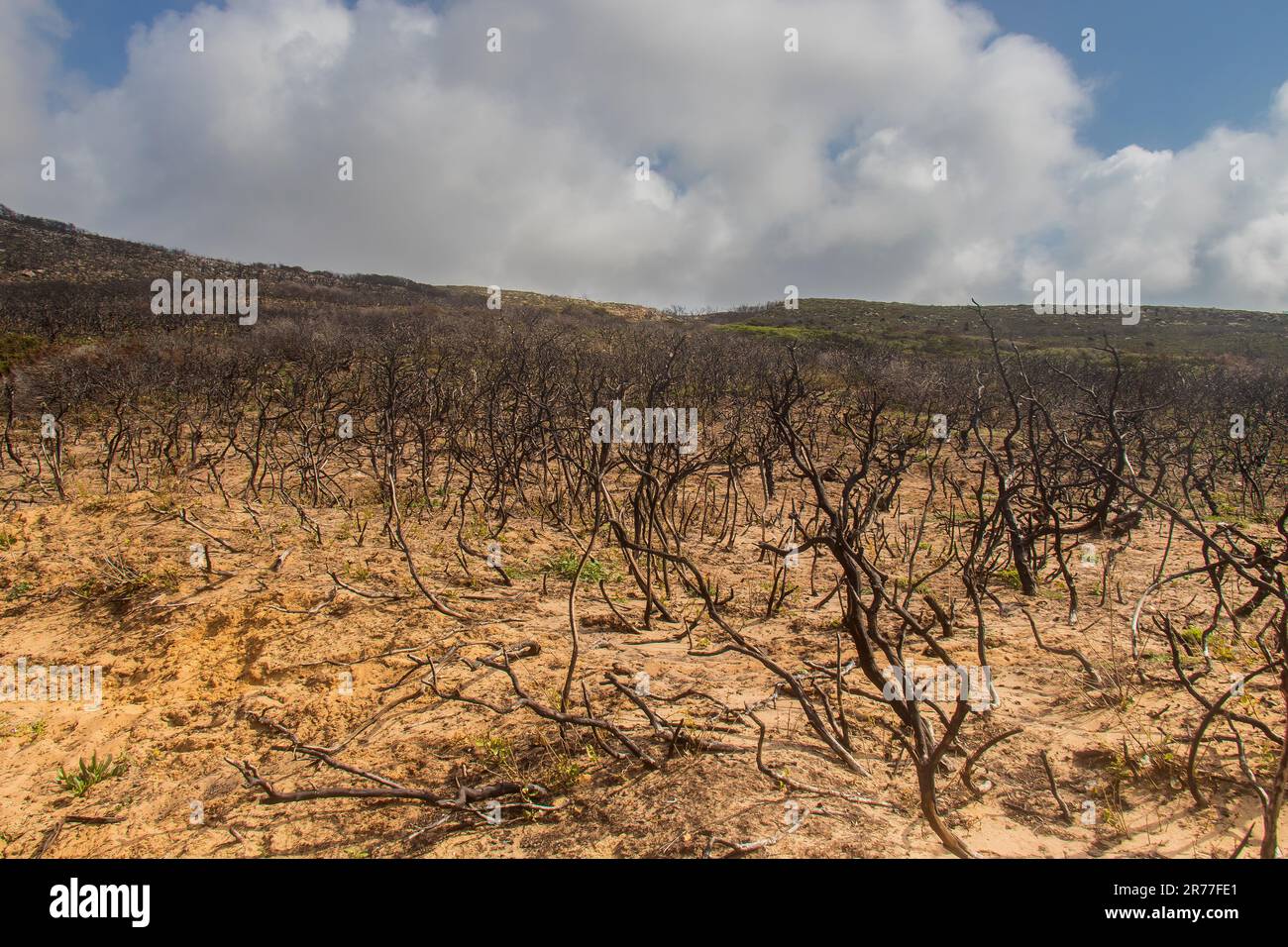 Leafless Trees Amidst the Mountain Landscape Stock Photo - Alamy