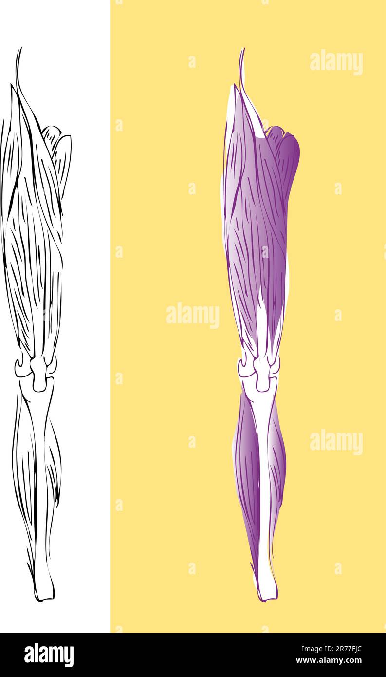 Muscular system anatomy Stock Vector Images - Alamy