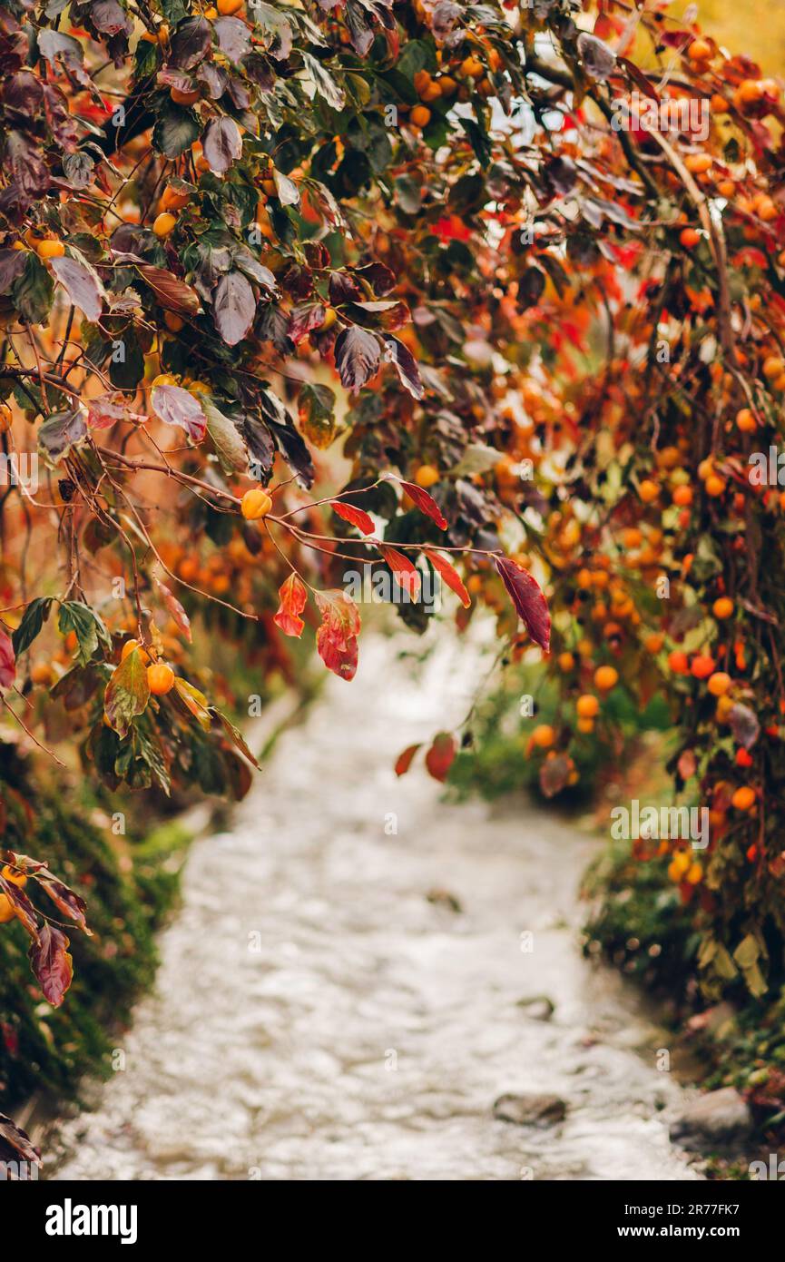 Branches of persimmon tree hanging over the river Stock Photo - Alamy