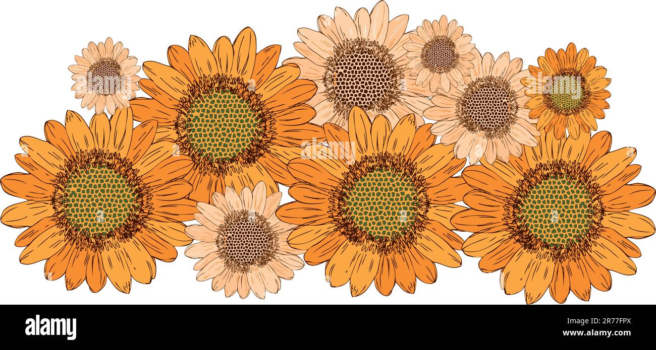 Sunflower border hi-res stock photography and images - Alamy