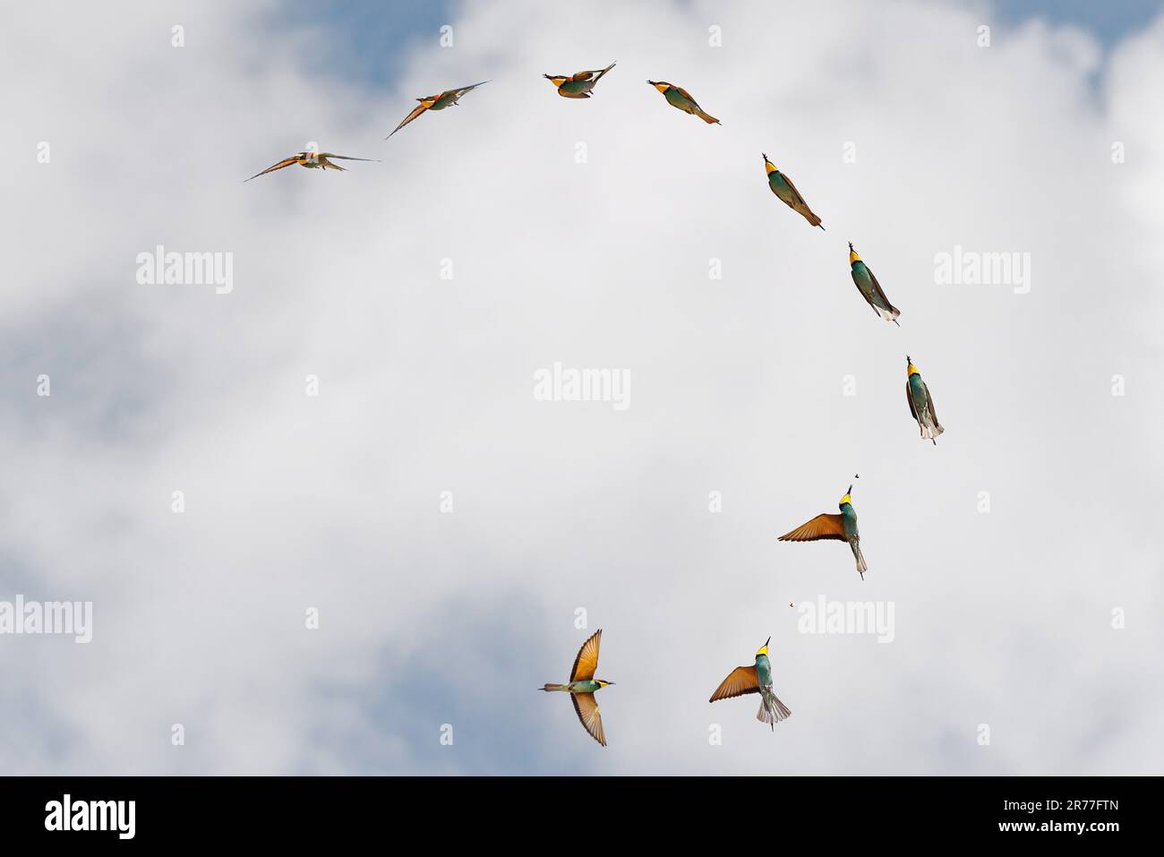 Dragonfly hunts fly hi-res stock photography and images - Alamy