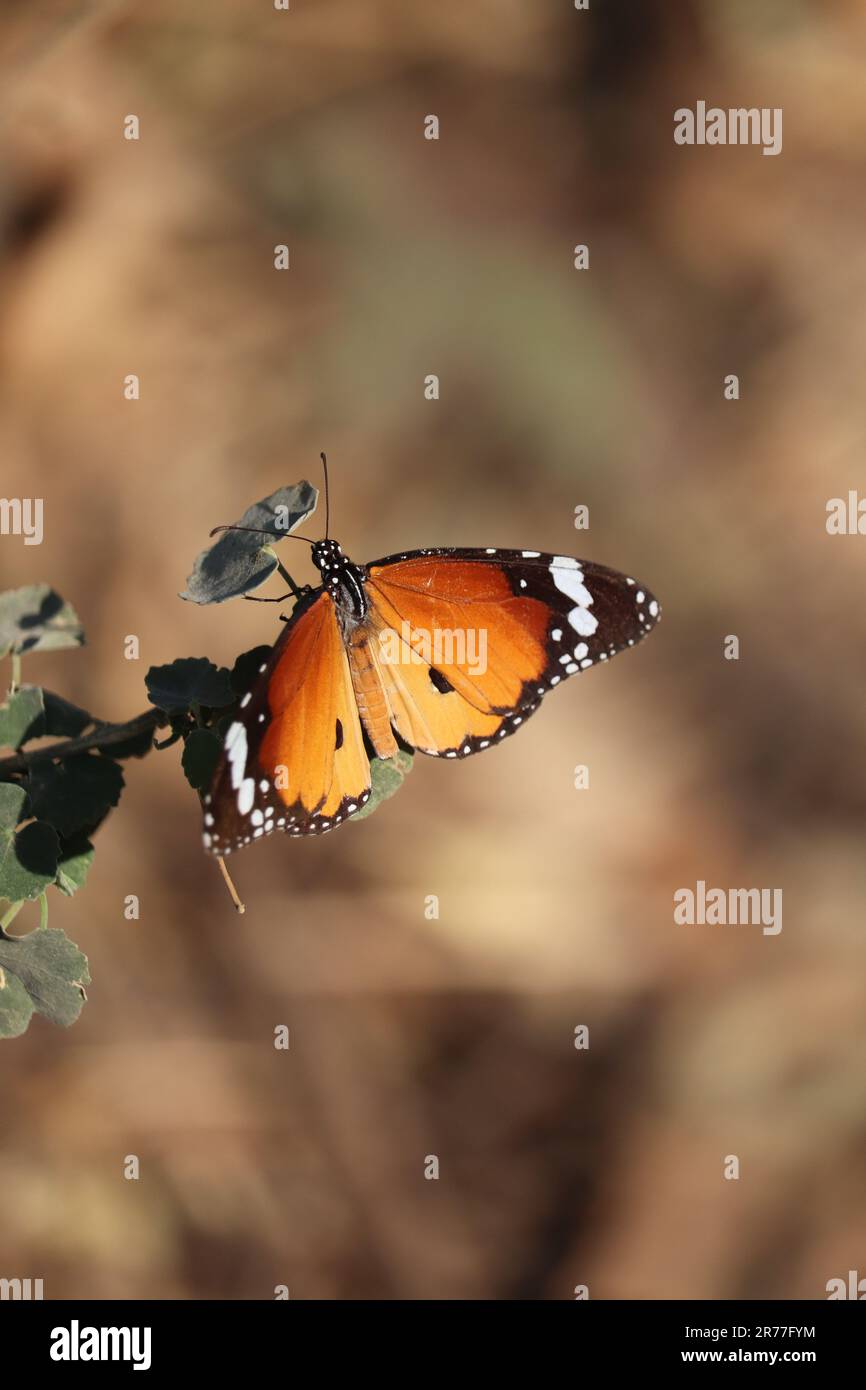 Butterfly mobile wallpaper hi-res stock photography and images - Alamy