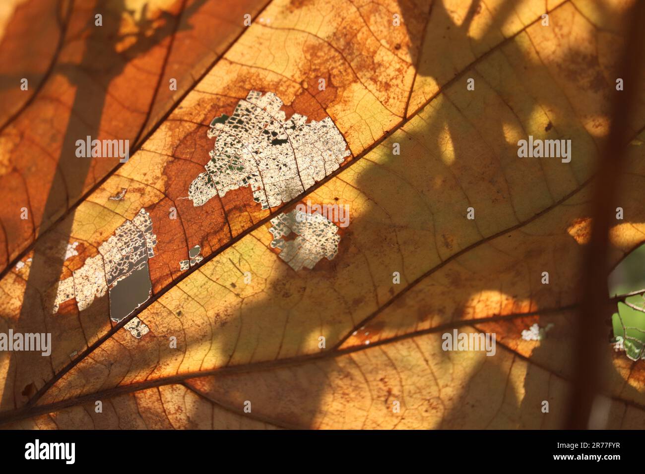 picture of a leaf being translucent by sunlight Stock Photo - Alamy
