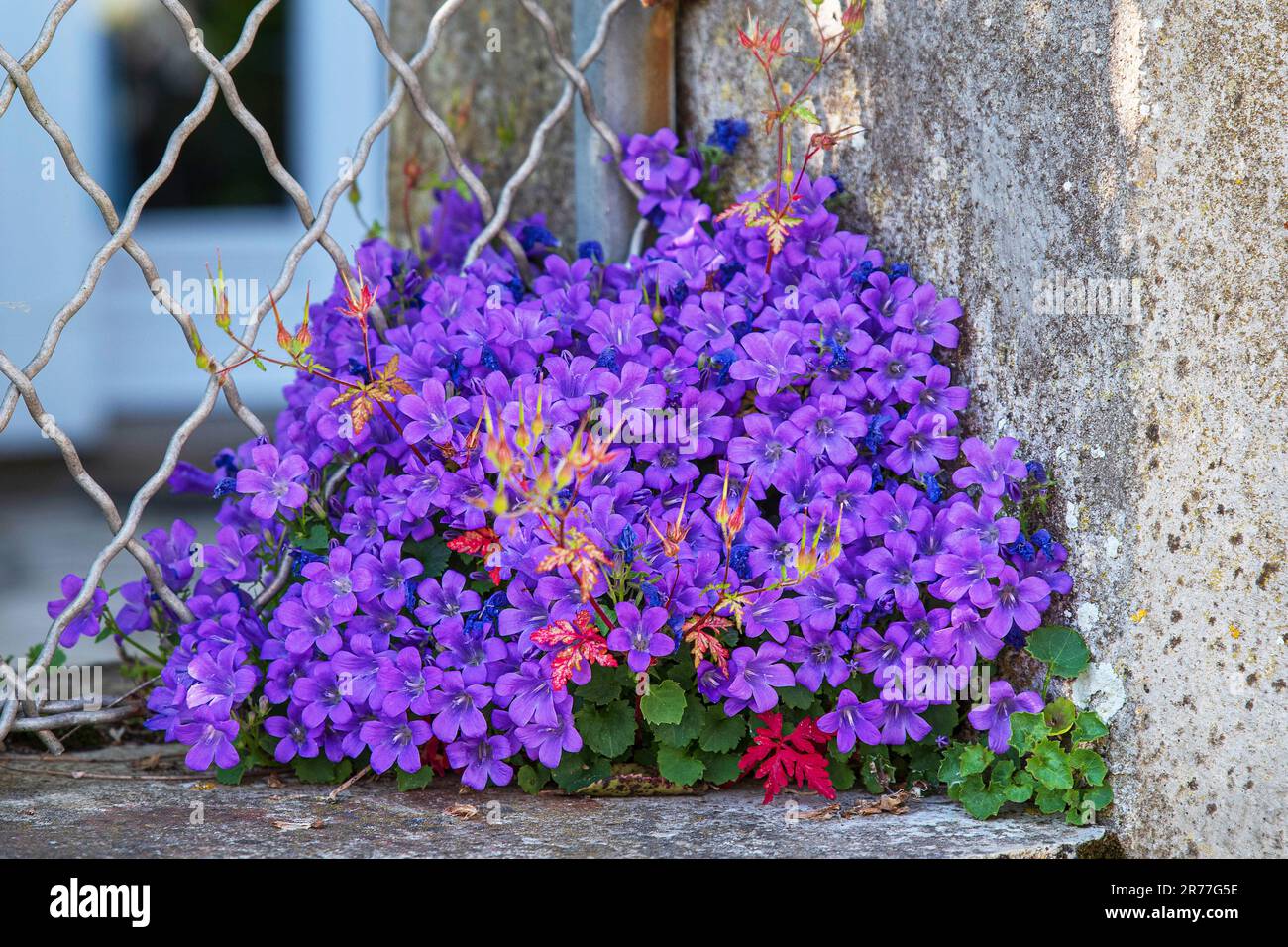 Outdoor floral hi-res stock photography and images - Alamy