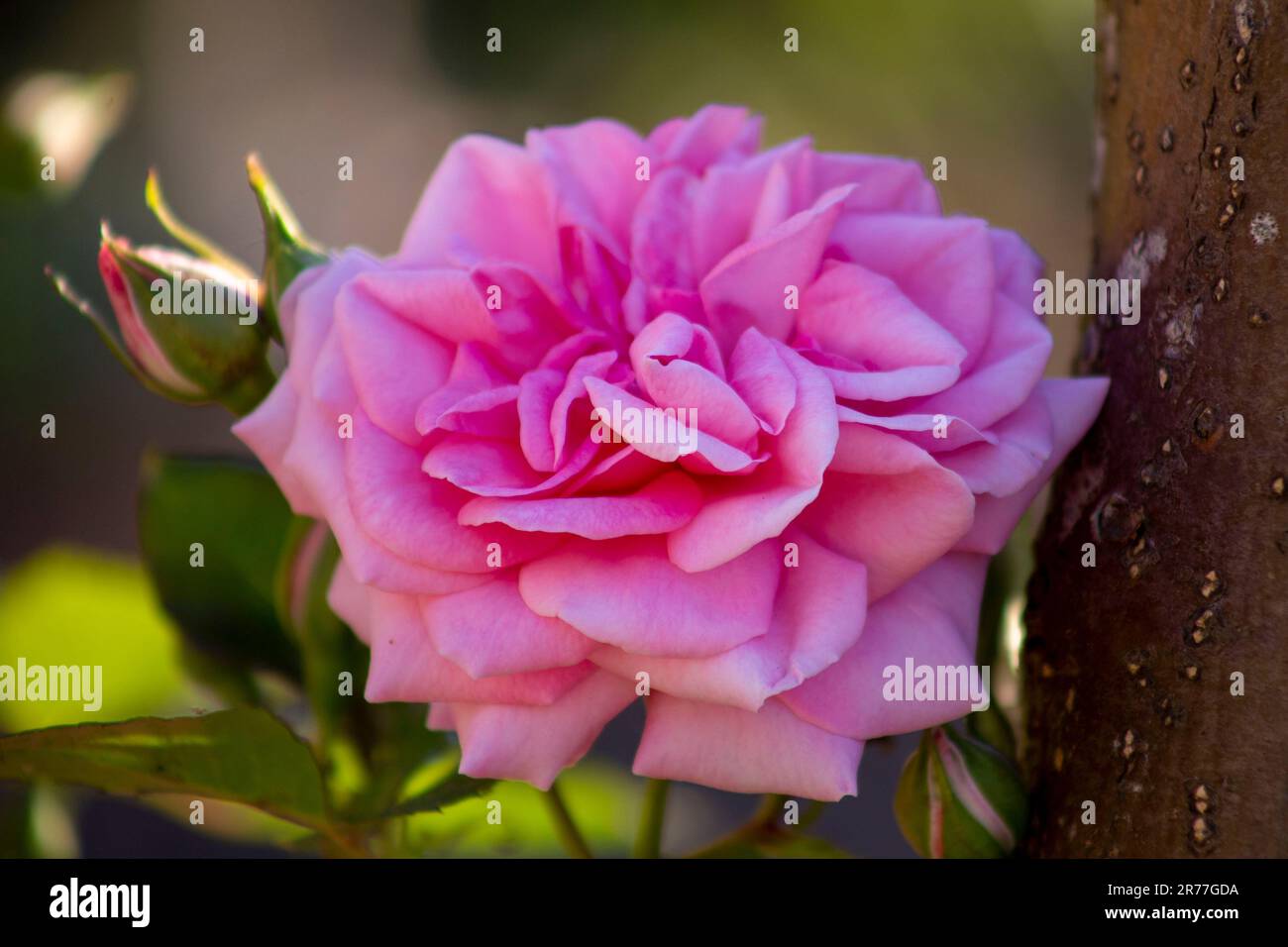 Pink climbing rose hi-res stock photography and images - Alamy