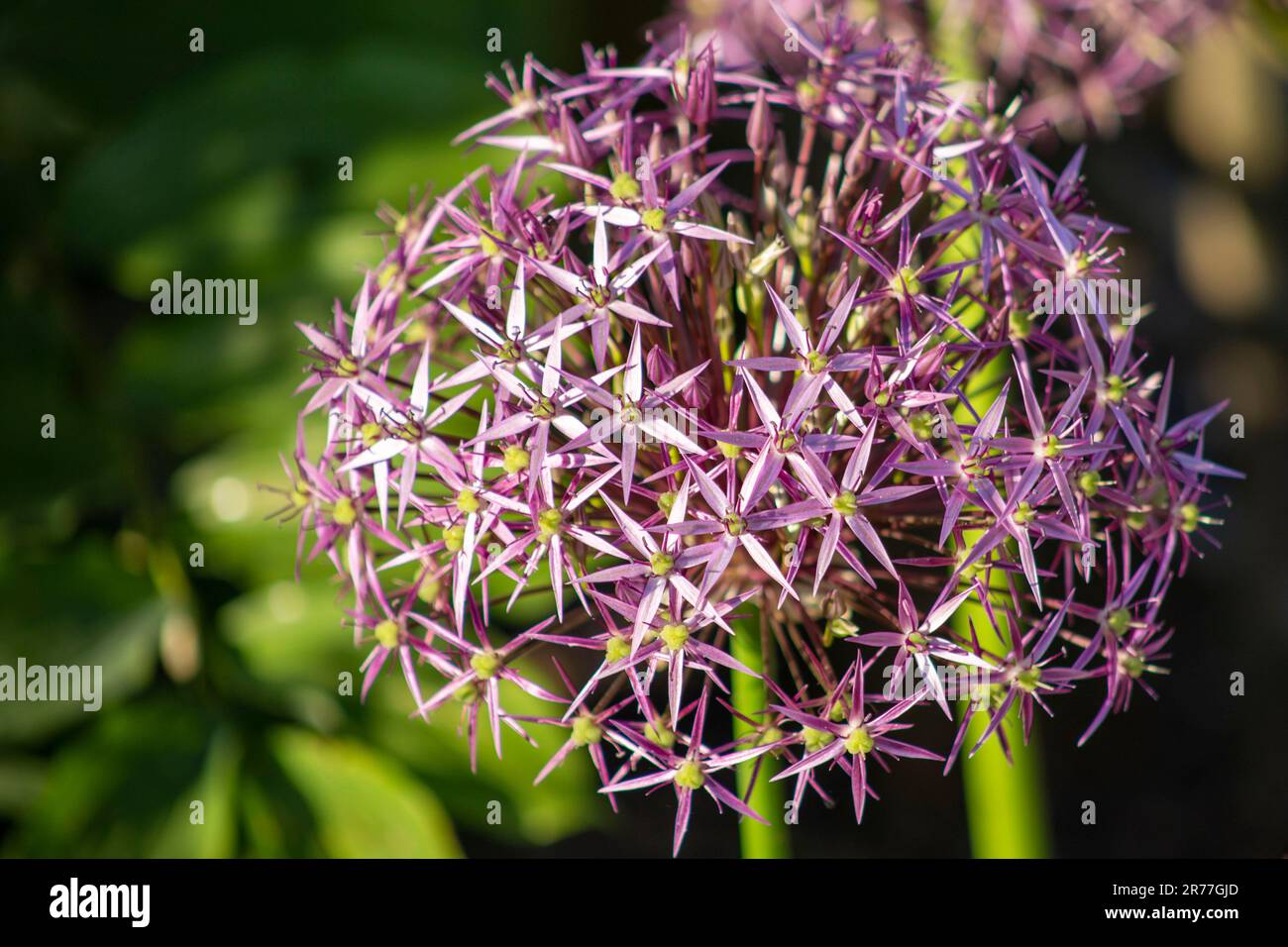 Allium flower in bloom Stock Photo - Alamy