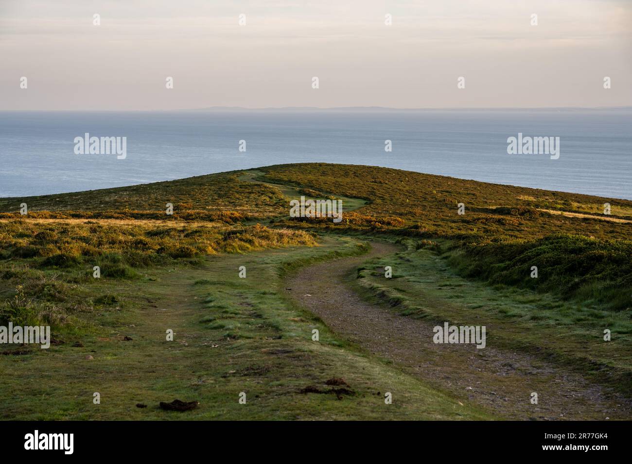 Dawn light falls on the heather moorland of Bossington Hill in Exmoor ...