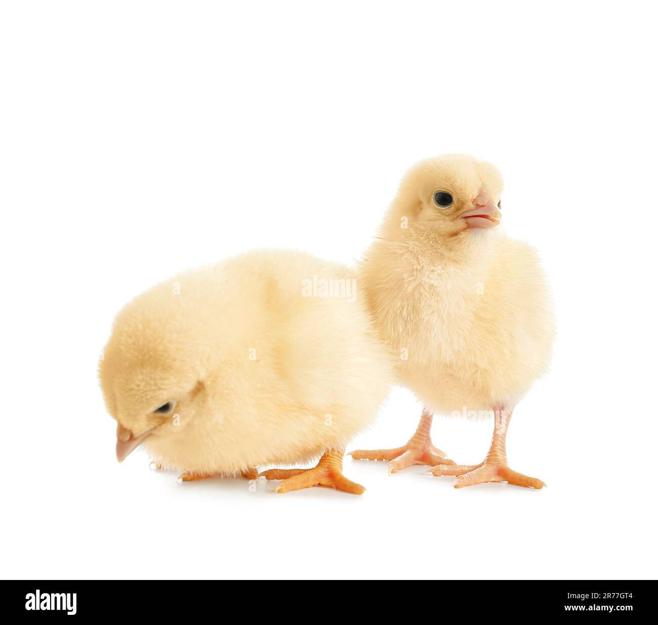 Cute little chicks on white background Stock Photo - Alamy