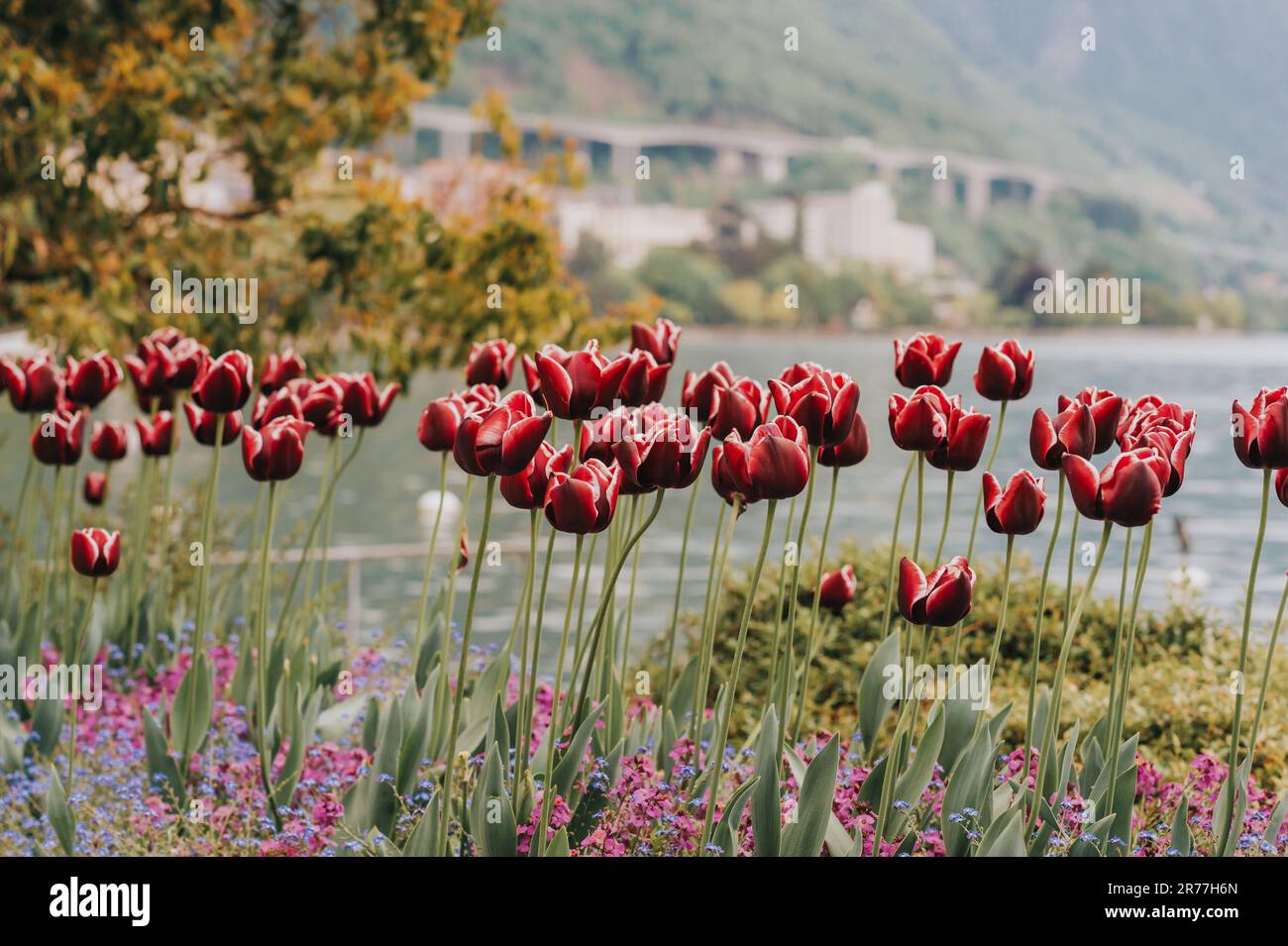 Beautiful spring blossom next to Lake Geneva, Montreux, Switzerland ...