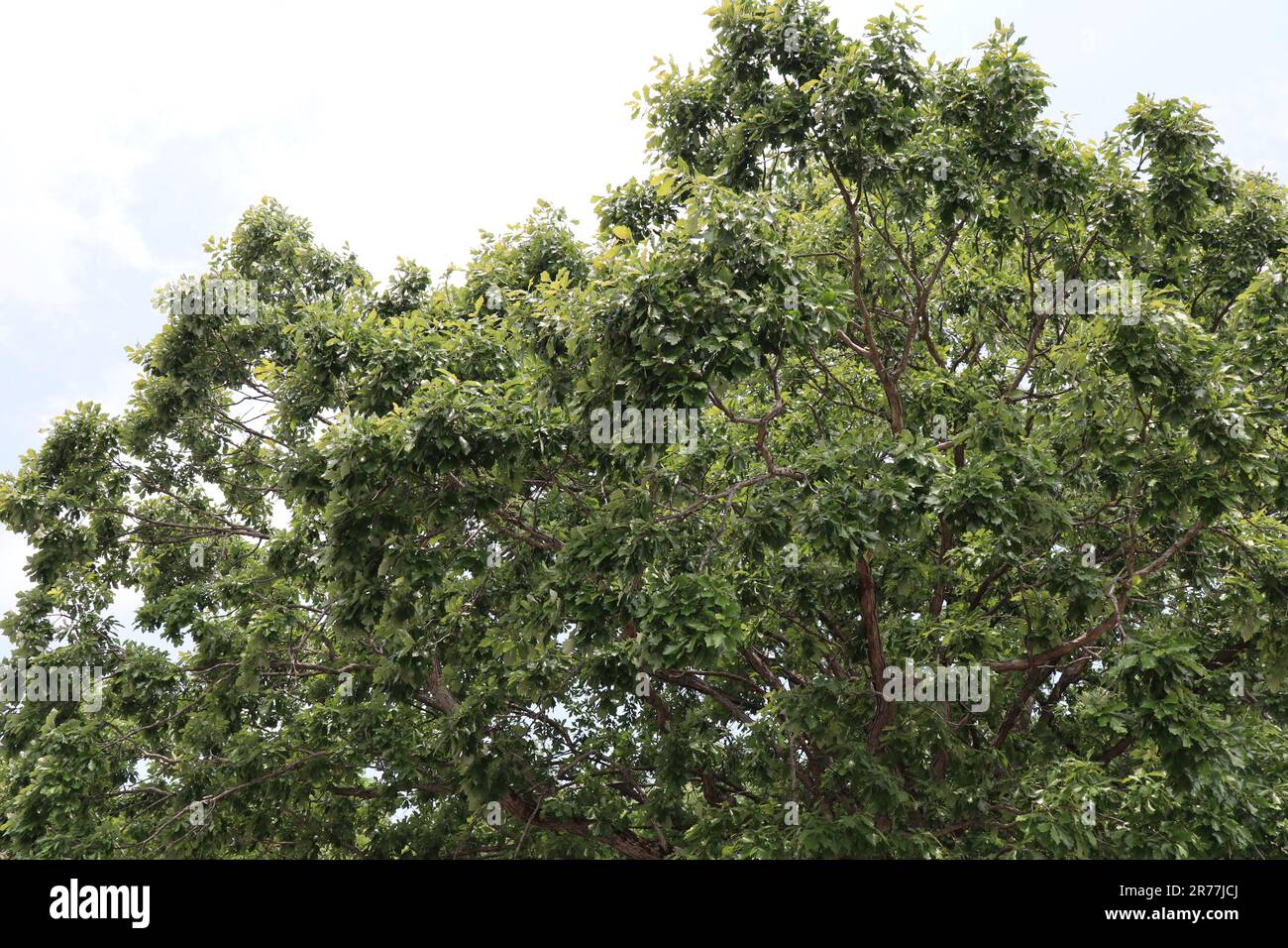 Leafy sky view hi-res stock photography and images - Alamy