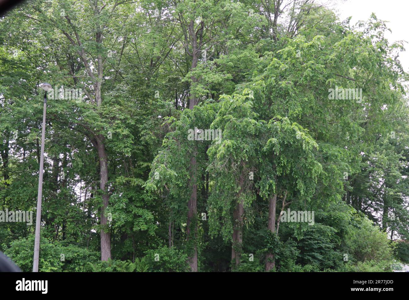 Tall green trees outdoors Stock Photo - Alamy