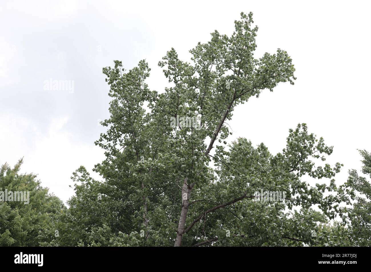Sky and tall tree hi-res stock photography and images - Alamy