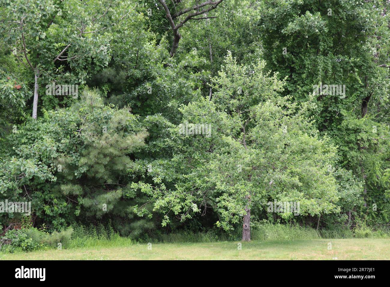 Multiple trees hi-res stock photography and images - Alamy