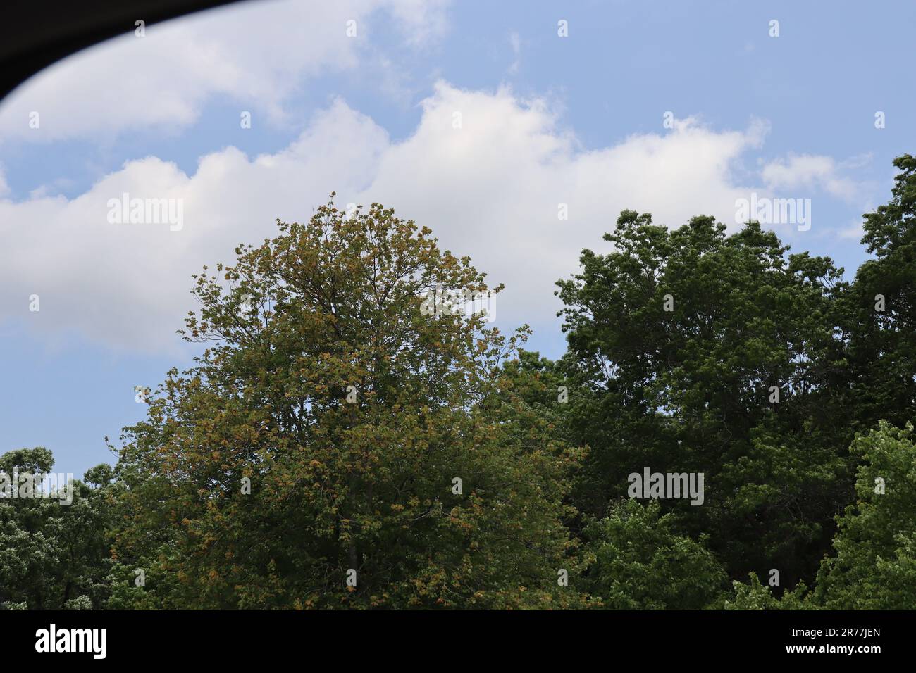 Pretty trees with bright sunny sky Stock Photo - Alamy