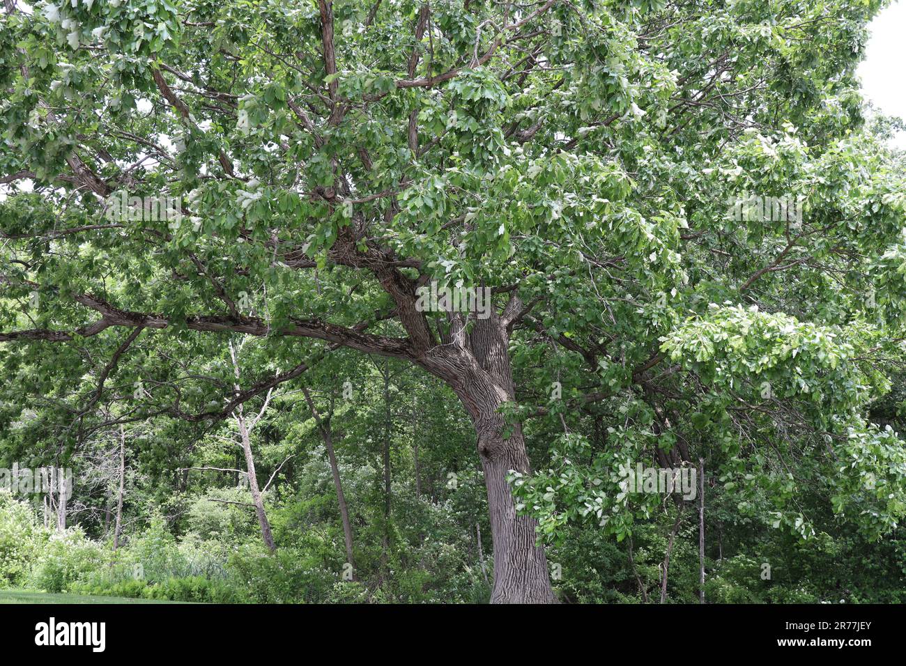 Sunny tree hi-res stock photography and images - Alamy