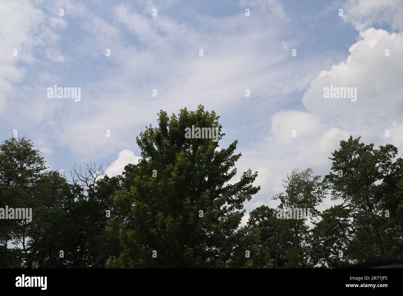 Bright sunny sky with trees Stock Photo - Alamy