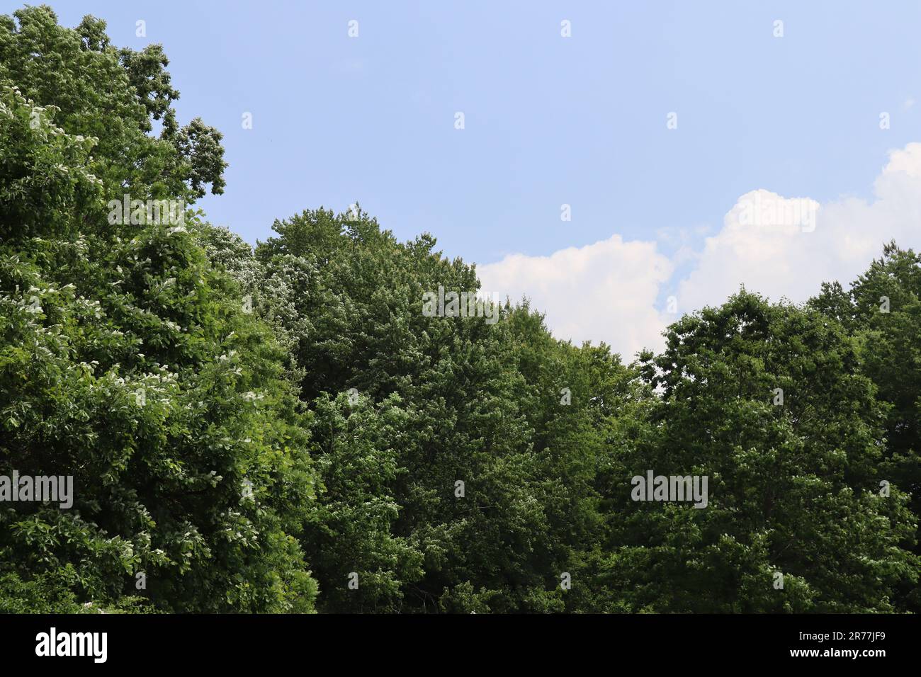 Green green trees hi-res stock photography and images - Alamy