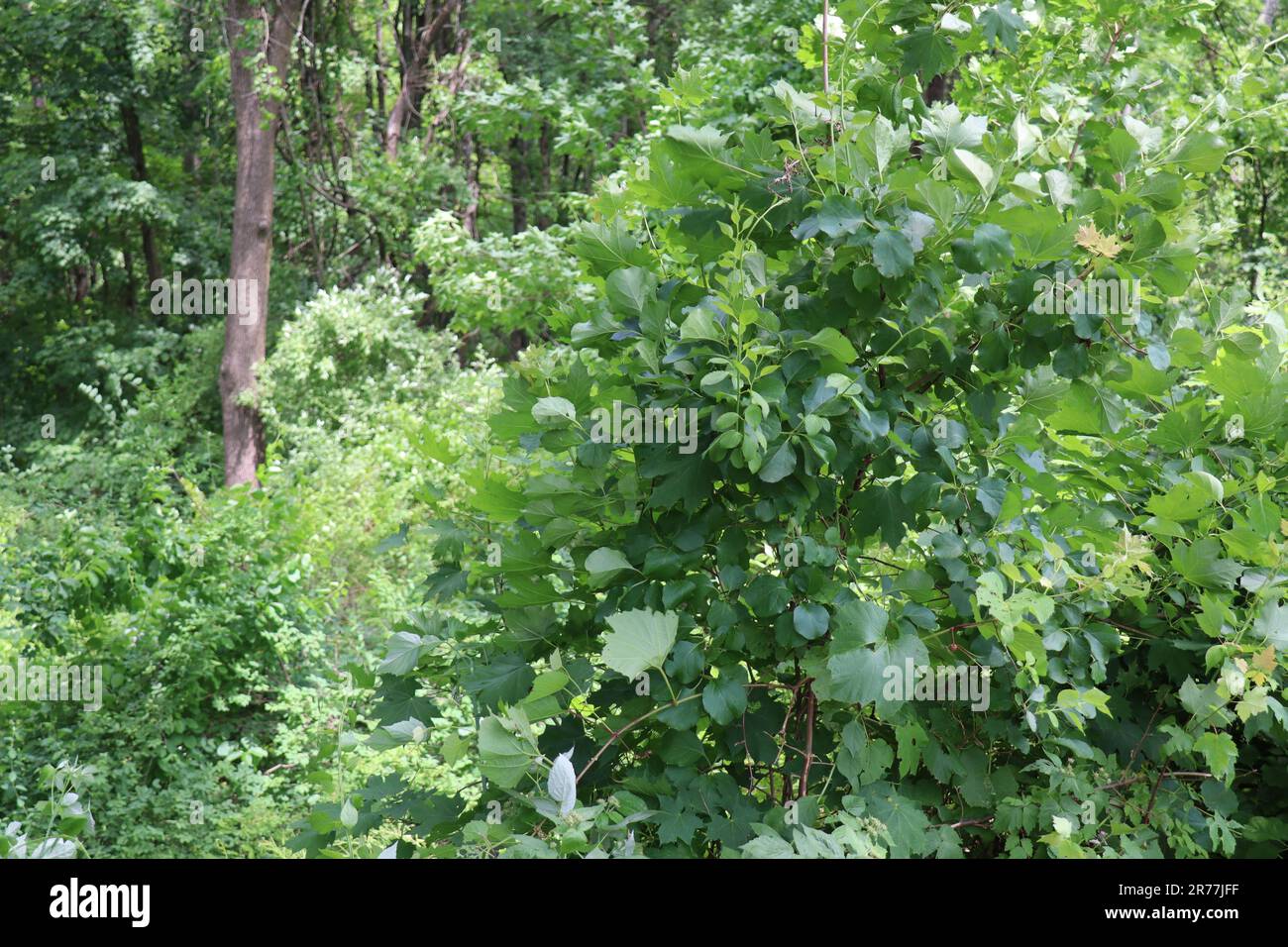 Bright green sunny tree hi-res stock photography and images - Alamy