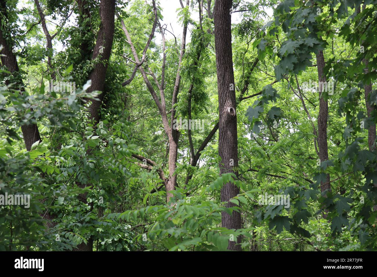 Lovely green trees hi-res stock photography and images - Alamy
