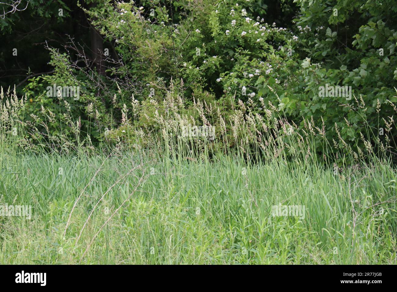 A pretty green field Stock Photo - Alamy