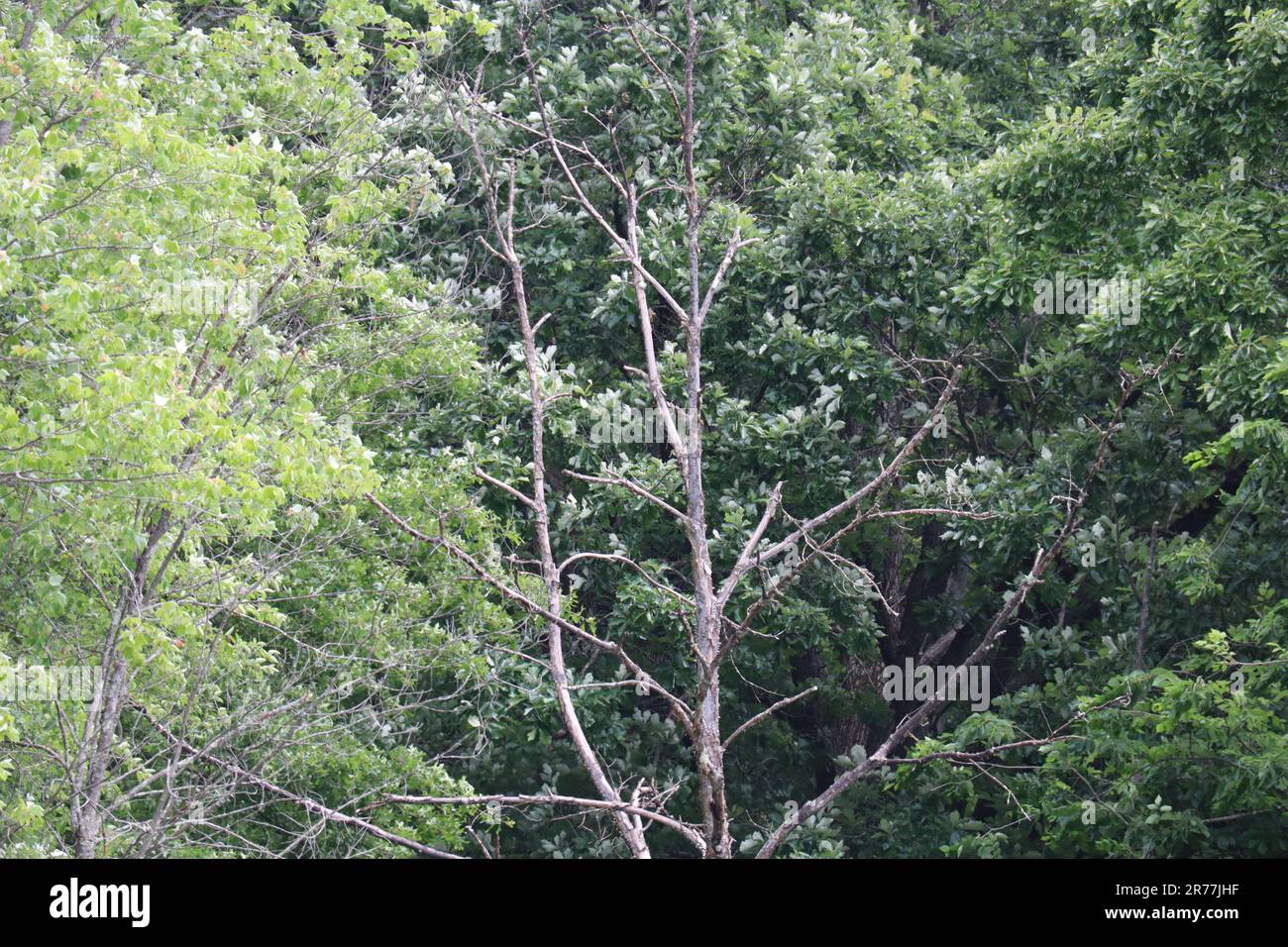 A tall tree branch surrounded by other trees Stock Photo - Alamy