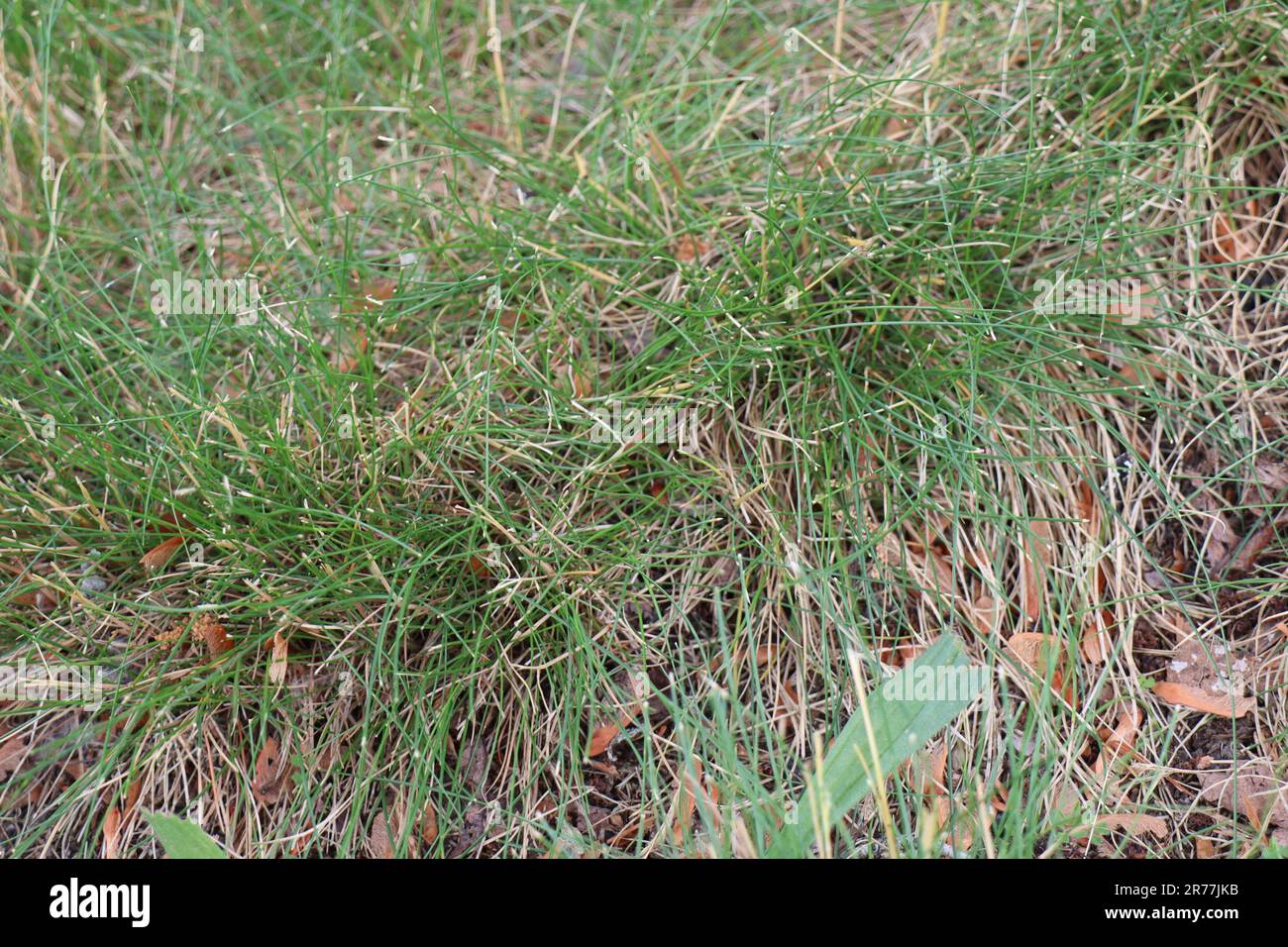 Pretty green grass Stock Photo - Alamy
