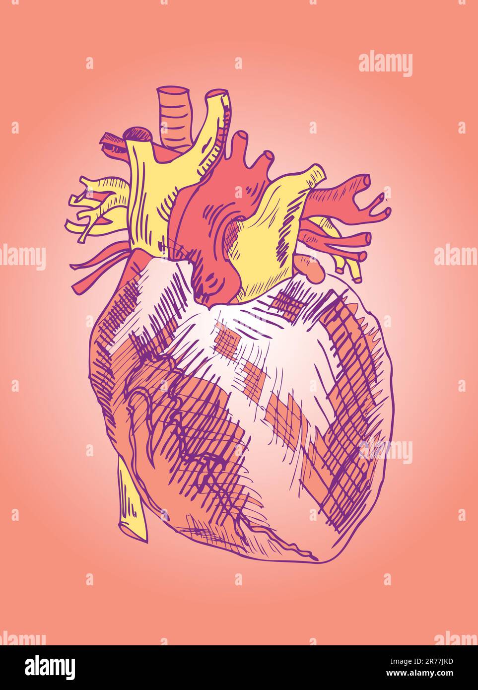 Medical Illustration of a Heart vector Stock Vector Image & Art - Alamy