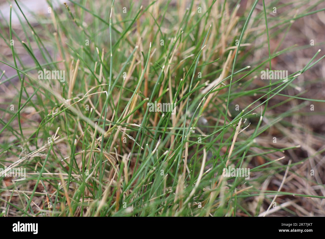 Closeup tiny hi-res stock photography and images - Alamy