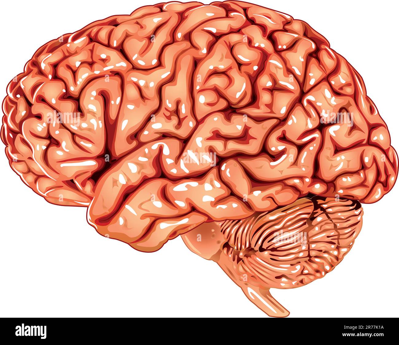 Illustration body part vector, human brain lateral view Stock Vector ...