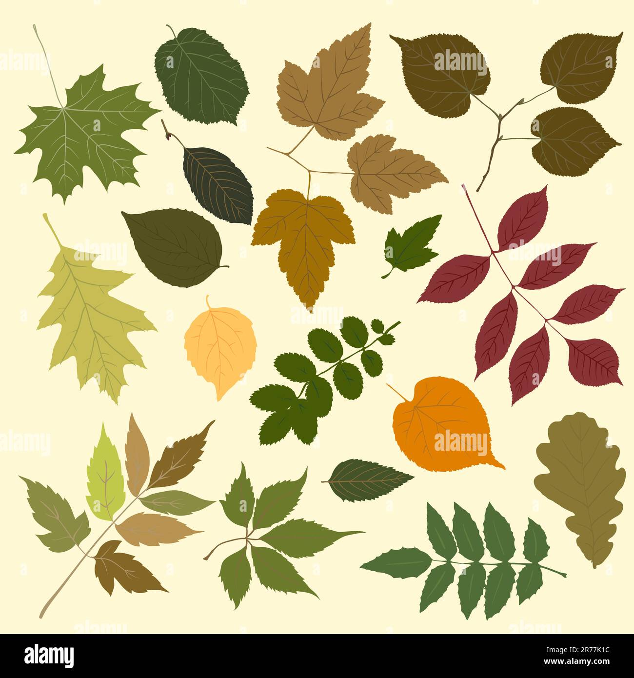 Leaves detail Stock Vector Images - Alamy