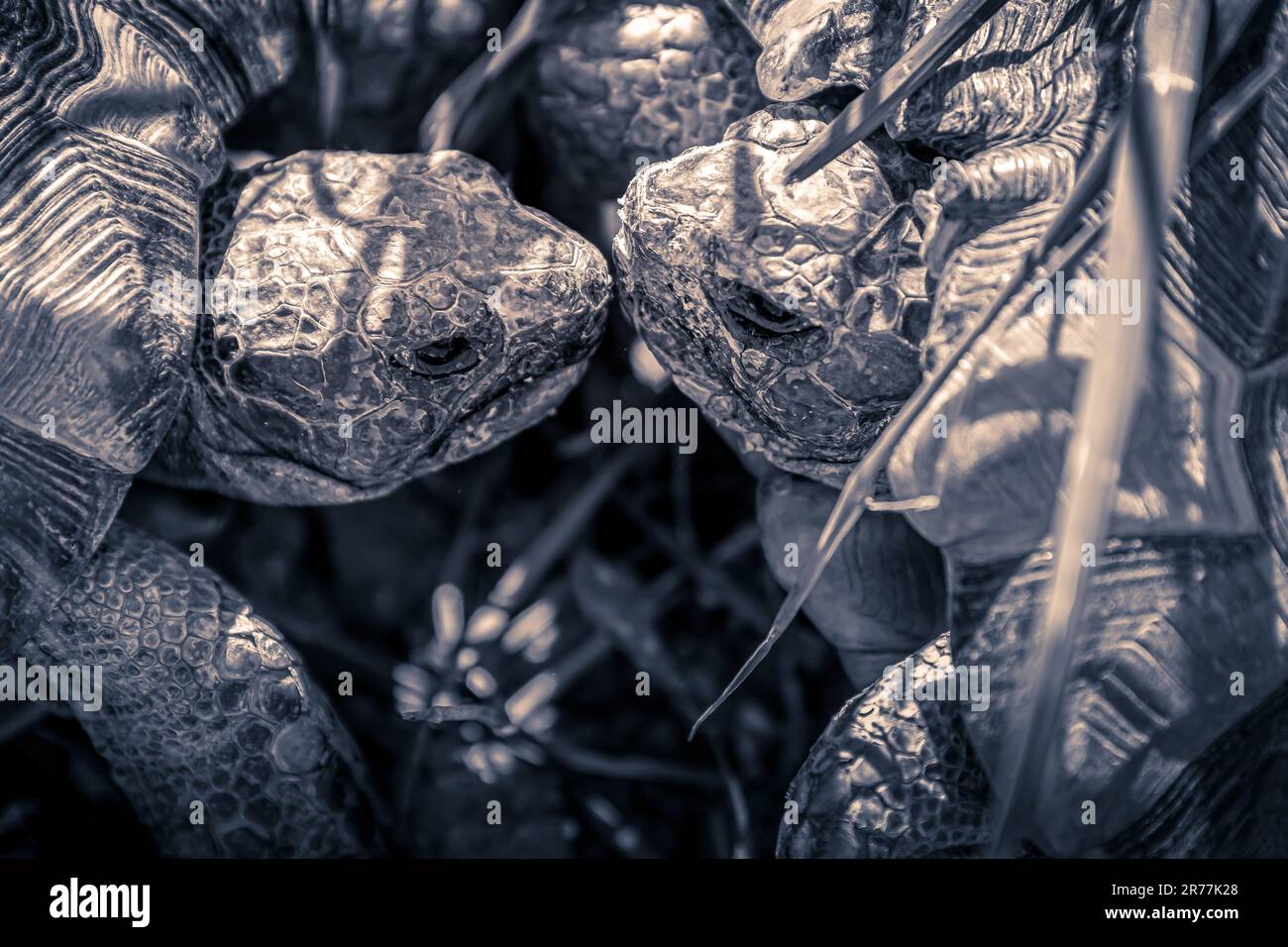 Eastern Hermann's tortoise, European terrestrial turtle, turtle on the ...