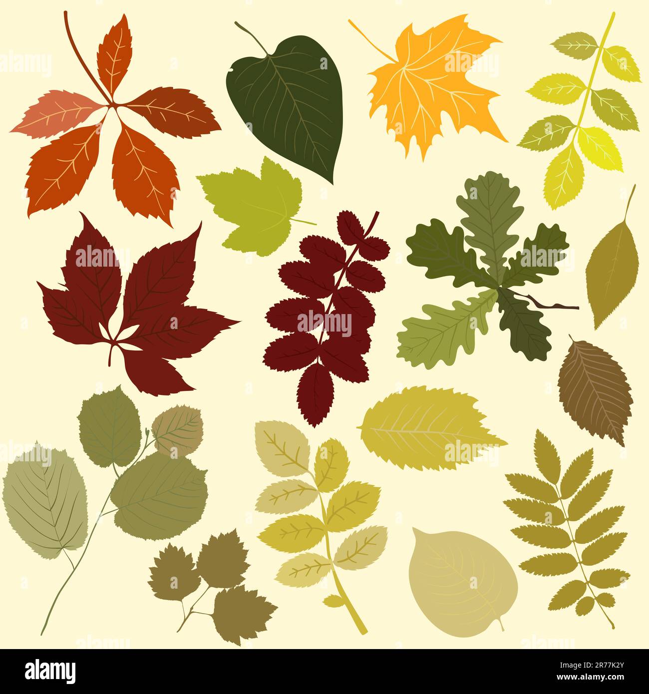 Leaf leaves close up detail Stock Vector Images - Alamy