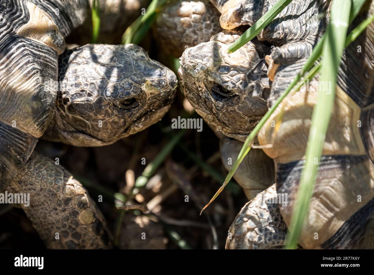 Eastern Hermann's tortoise, European terrestrial turtle, turtle on the ...