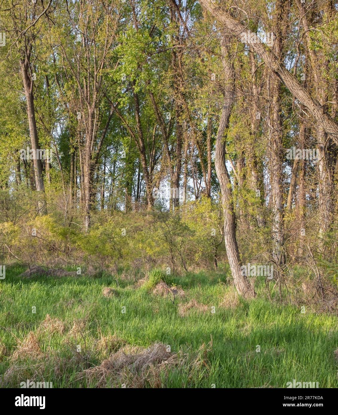Trees and vegetation along a marsh trail in springtime at Pelee ...