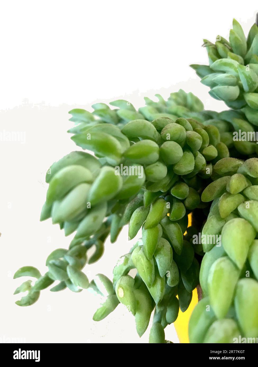 detail of the leaves of a Sedum morganianum Stock Photo - Alamy