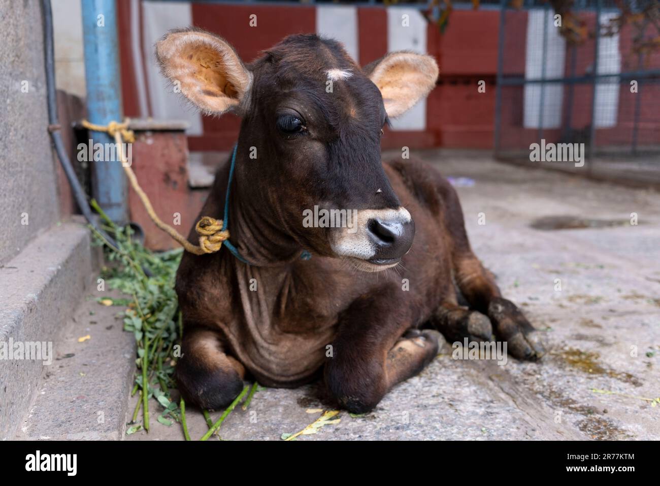 A holy cow at Hindu Mylporee Kapaliswara temple, Chennai, Tamil Nadu ...