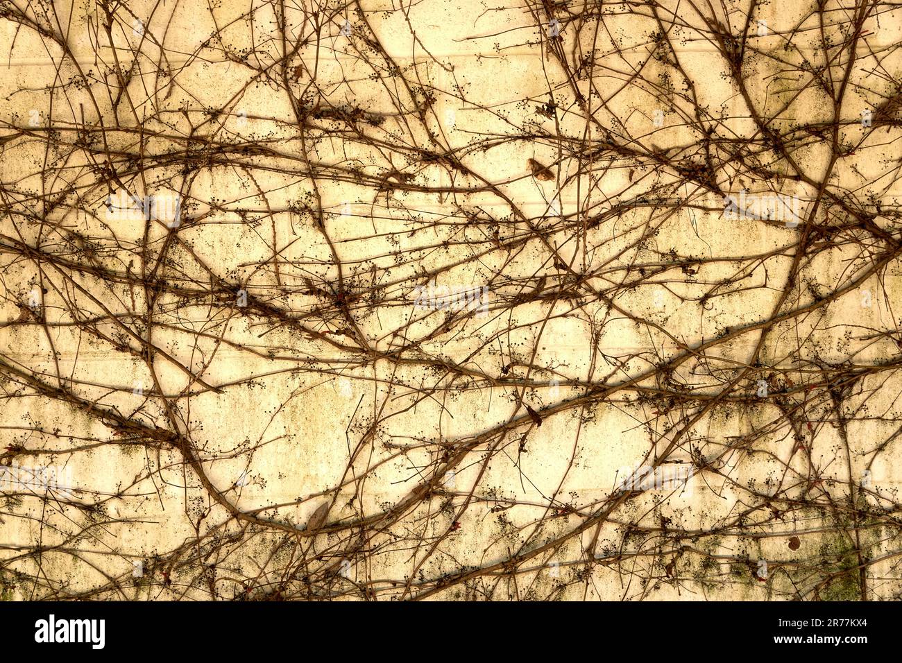 Tangled vines clinging to a wall Stock Photo - Alamy
