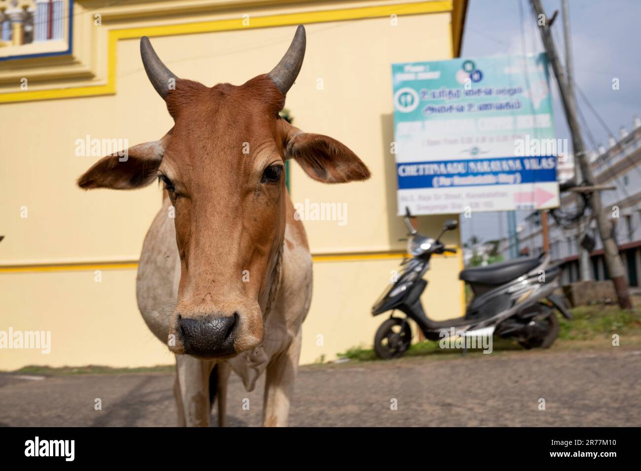A sacred cow roams streets of Chidambara village, Tamil Nadu, India ...